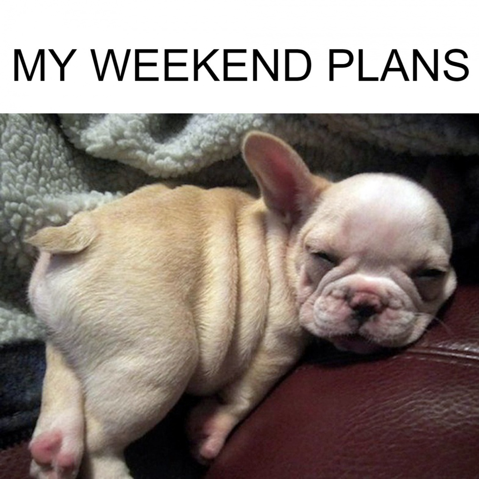 FUNNY WEEKEND MEME | FREE IMAGES | - Bramble Avenue